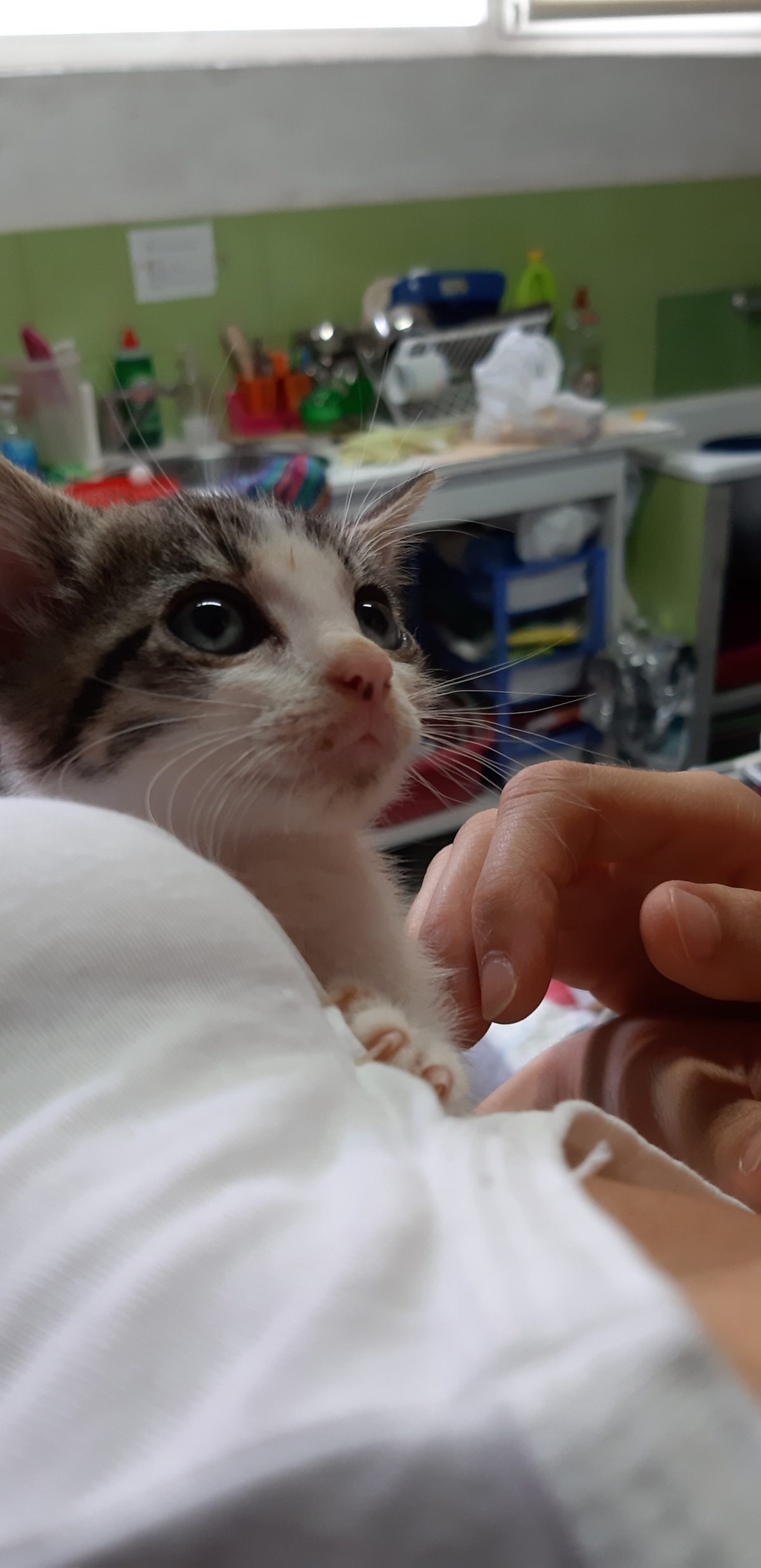 ¡Hola, soy Raspu! Puedes adoptarme en Felinos Bilbao